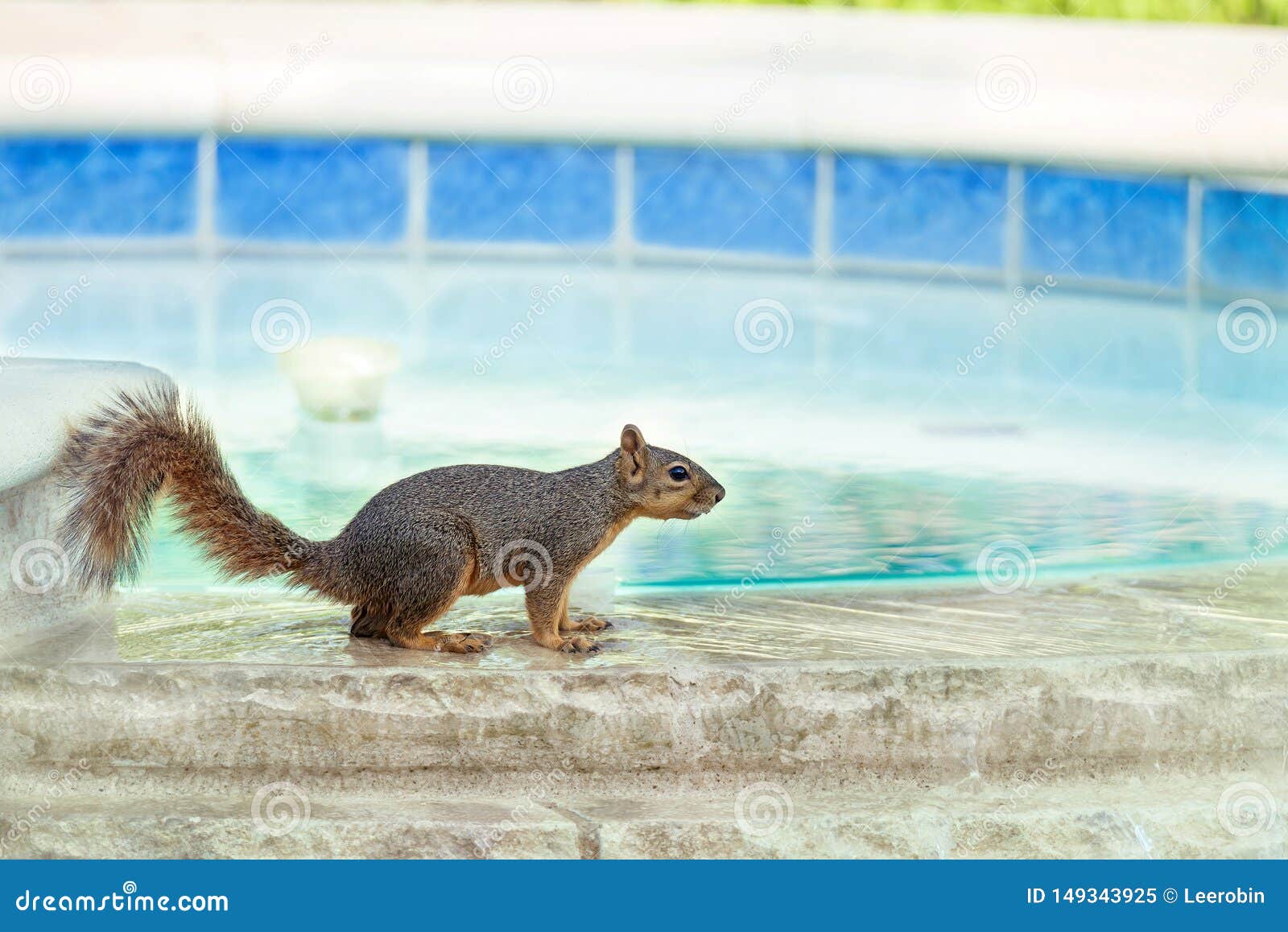 Squirrel Taking a Drink from Swimming Pool Stock Image - Image of ...