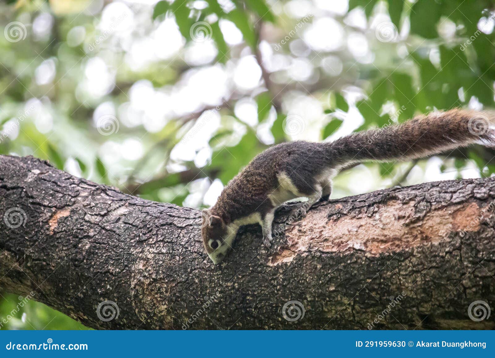 Squirrel Taking a Nap on a Tree Branch Stock Photo - Image of mammal ...
