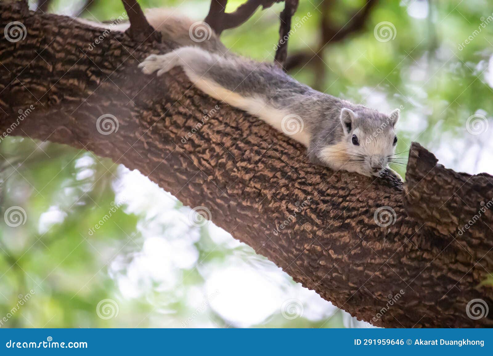 Squirrel Taking a Nap on a Tree Branch Stock Photo - Image of beauty ...