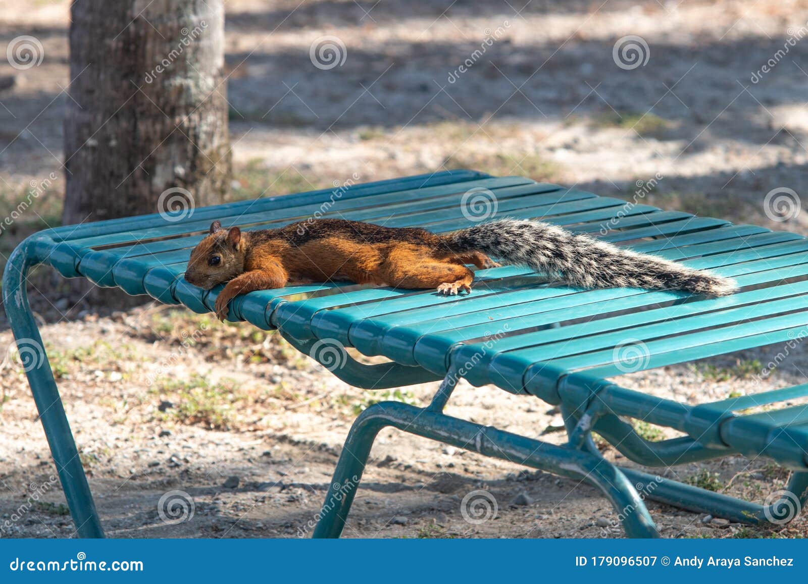 Squirrel Taking Sun on a Bench at the Beach Stock Image - Image of cute ...