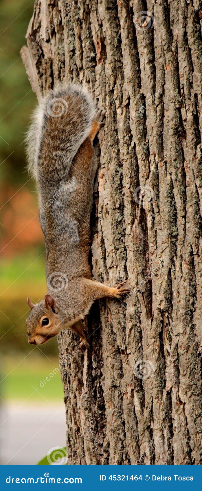 Squirrel stock photo. Image of nuts, rodent, wildlife - 45321464