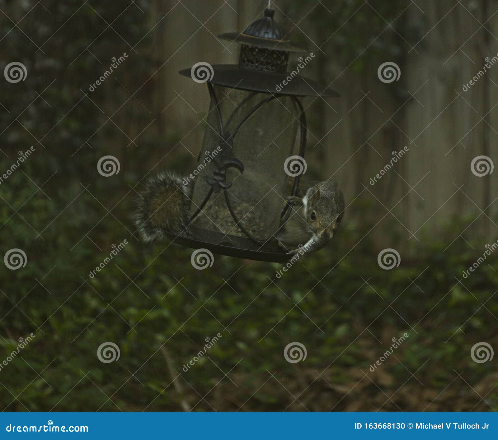 The Squirrel is a Thief! stock photo. Image of victory - 163668130