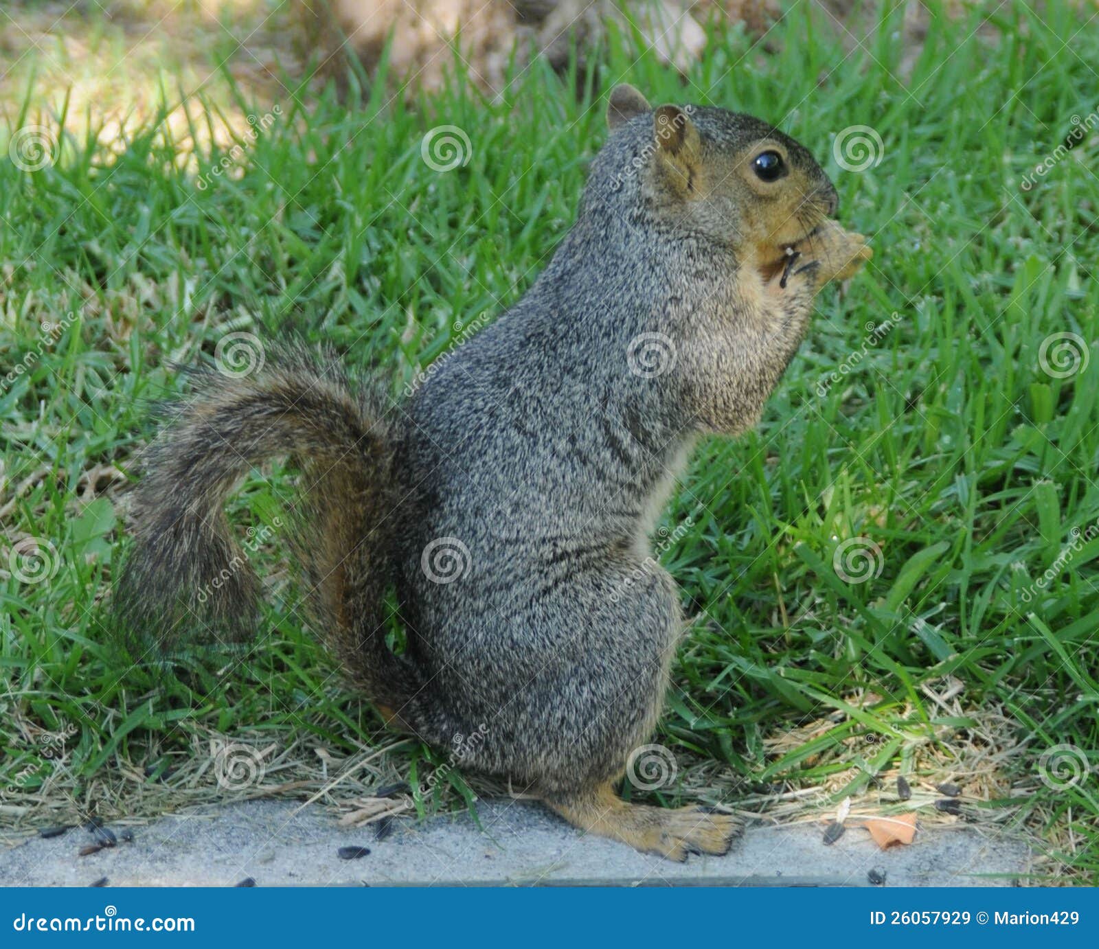 Squirrel three stock image. Image of furry, sciuridae - 26057929