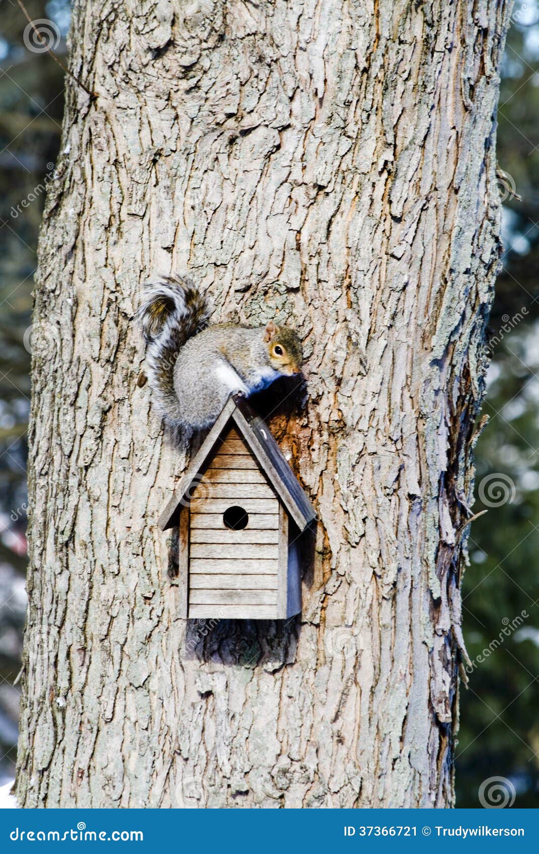 Squirrel on Top of Birdhouse Stock Image - Image of watching, animal ...