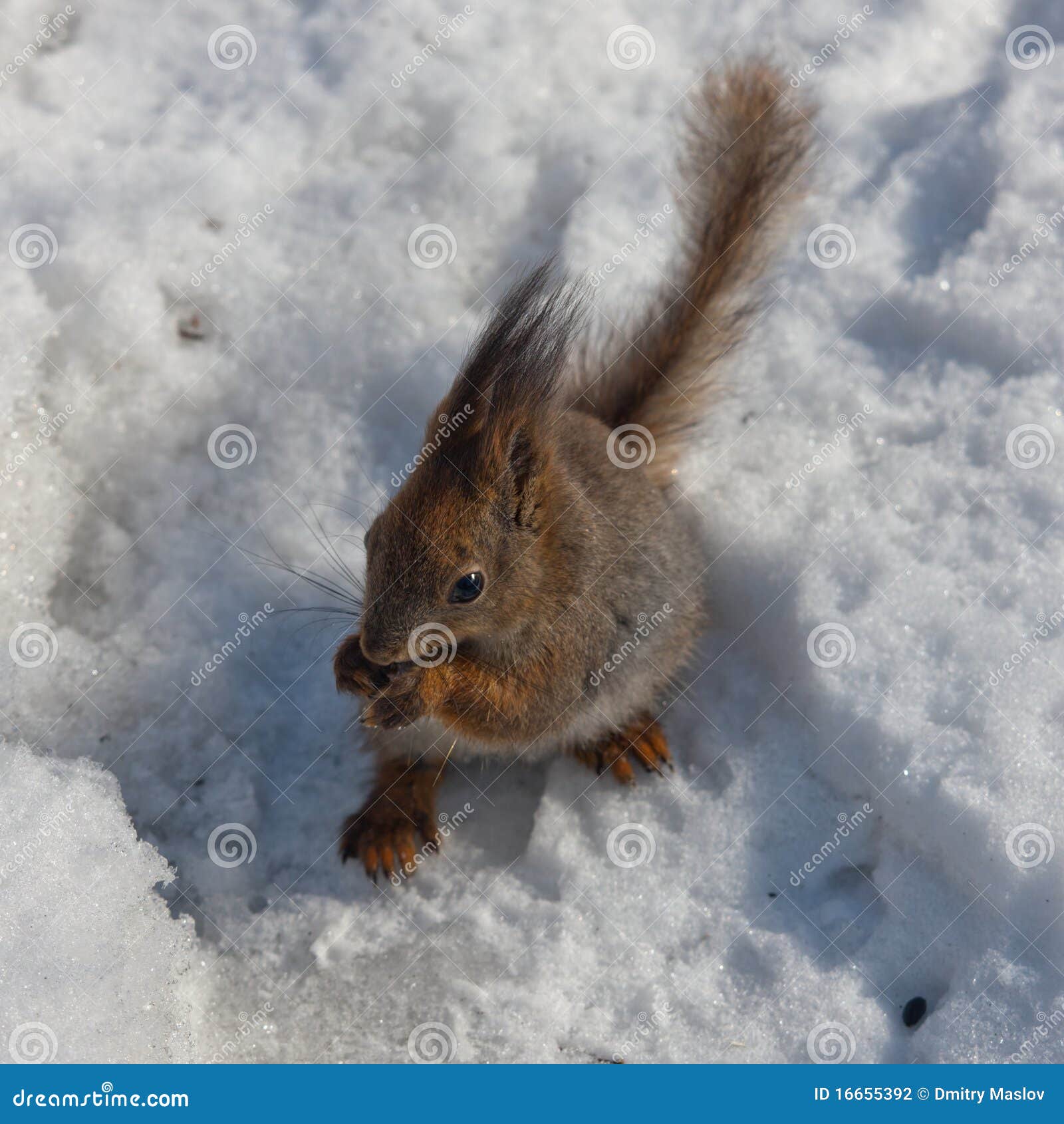 The squirrel the top view stock photo. Image of seed - 16655392