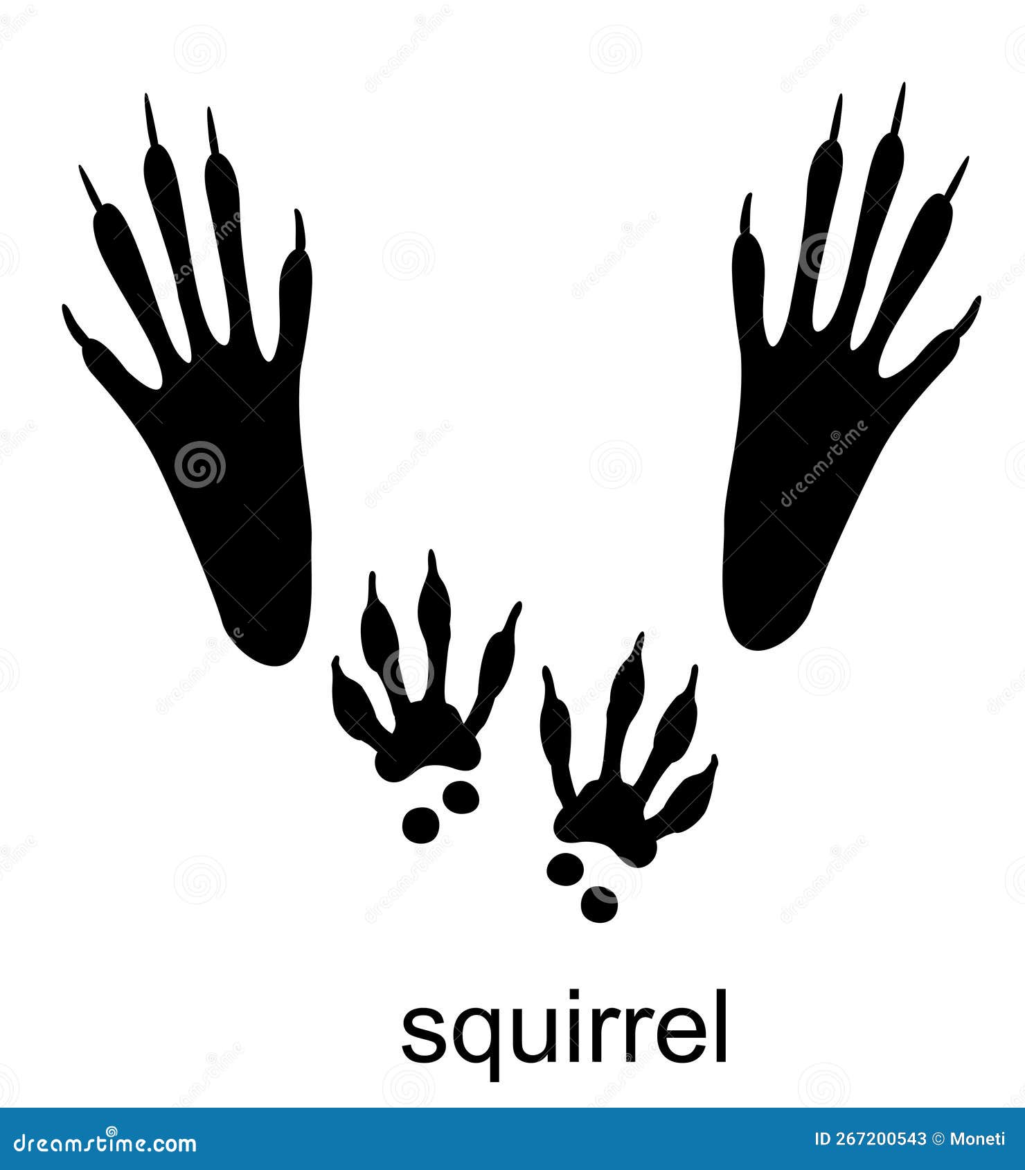 Squirrel Track, Squirrel Foot Print. Typical Footprints when Hopping ...