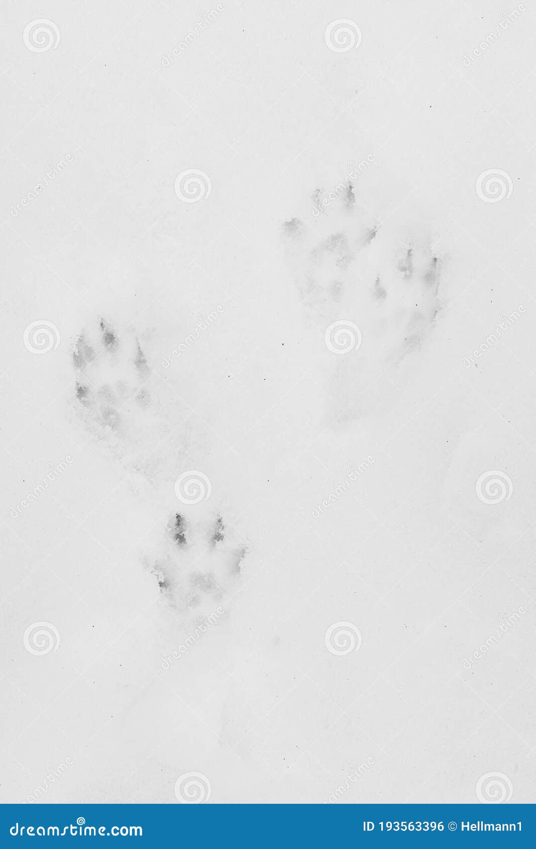 Squirrel Tracks stock photo. Image of footprint, background - 193563396