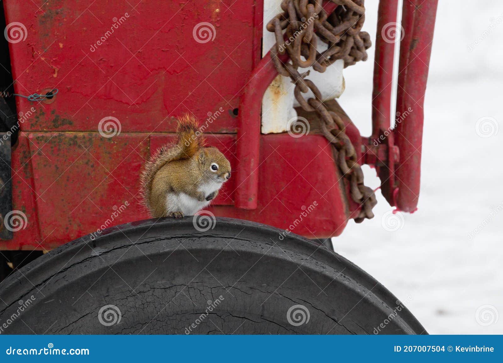 Squirrel on Tractor Tire stock photo. Image of perched - 207007504