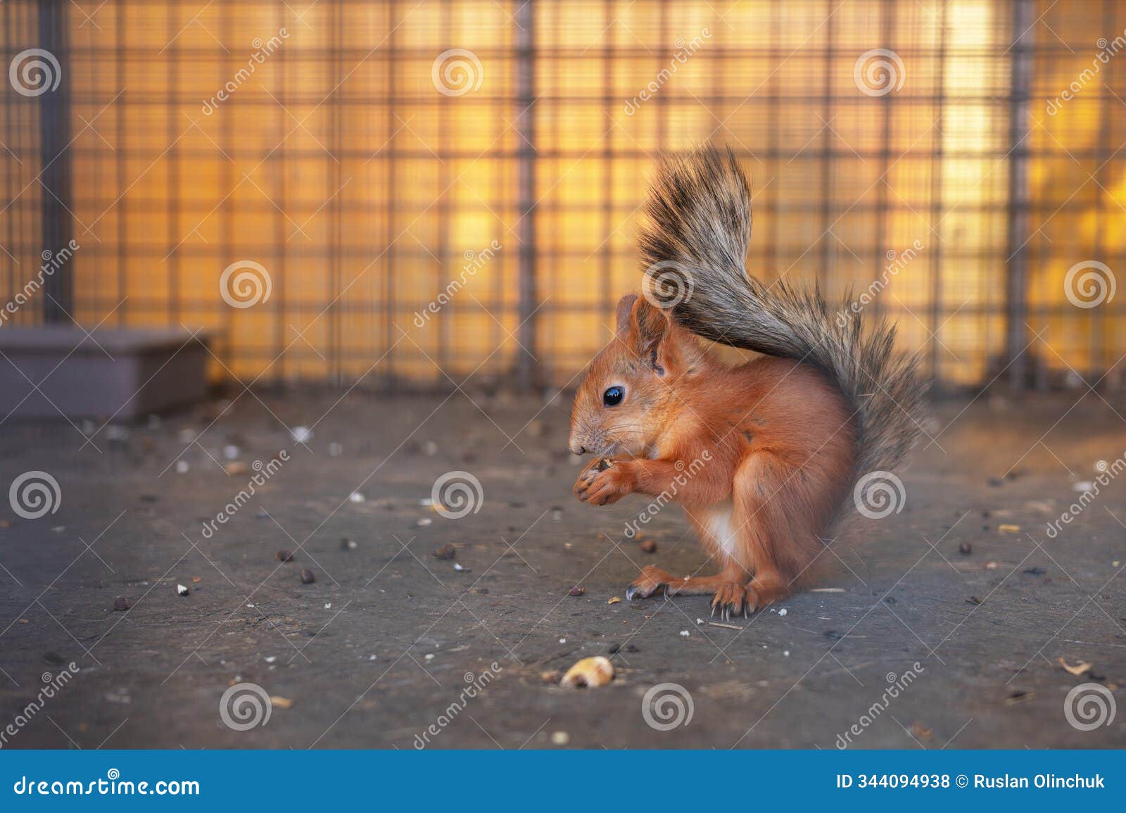 Squirrel trapped in a zoo stock photo. Image of summer - 344094938