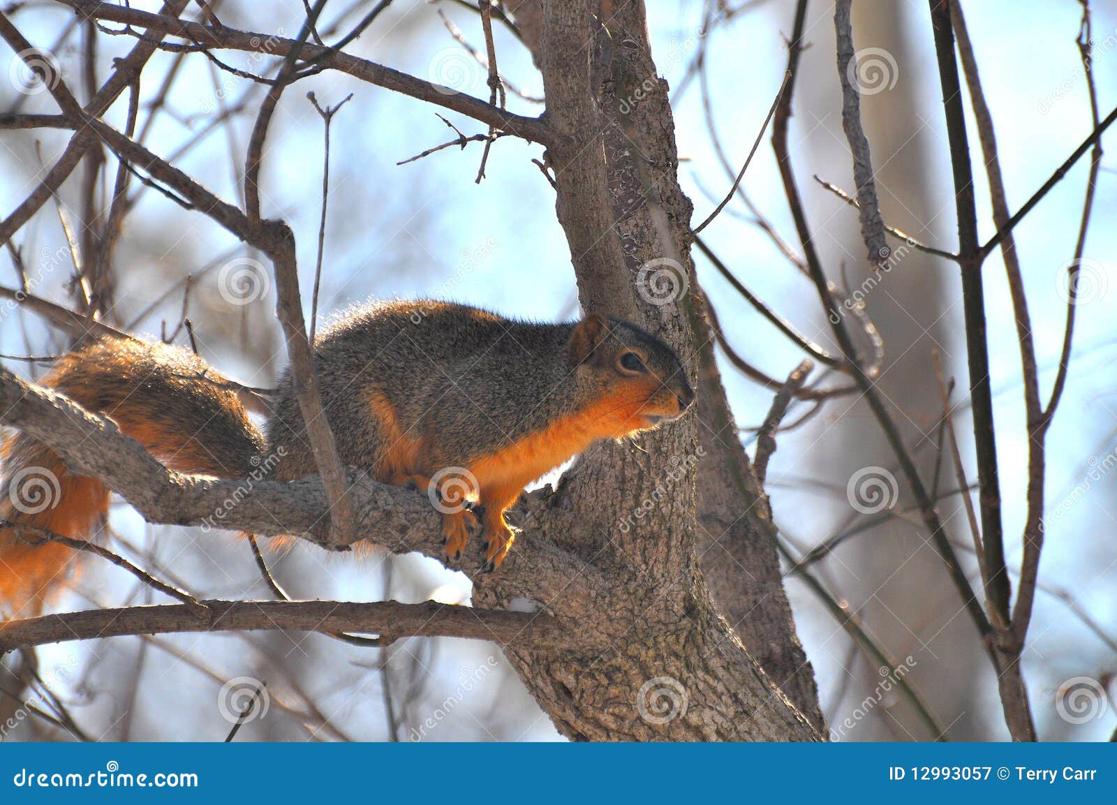 Squirrel in tree stock image. Image of natural, squirrel - 12993057
