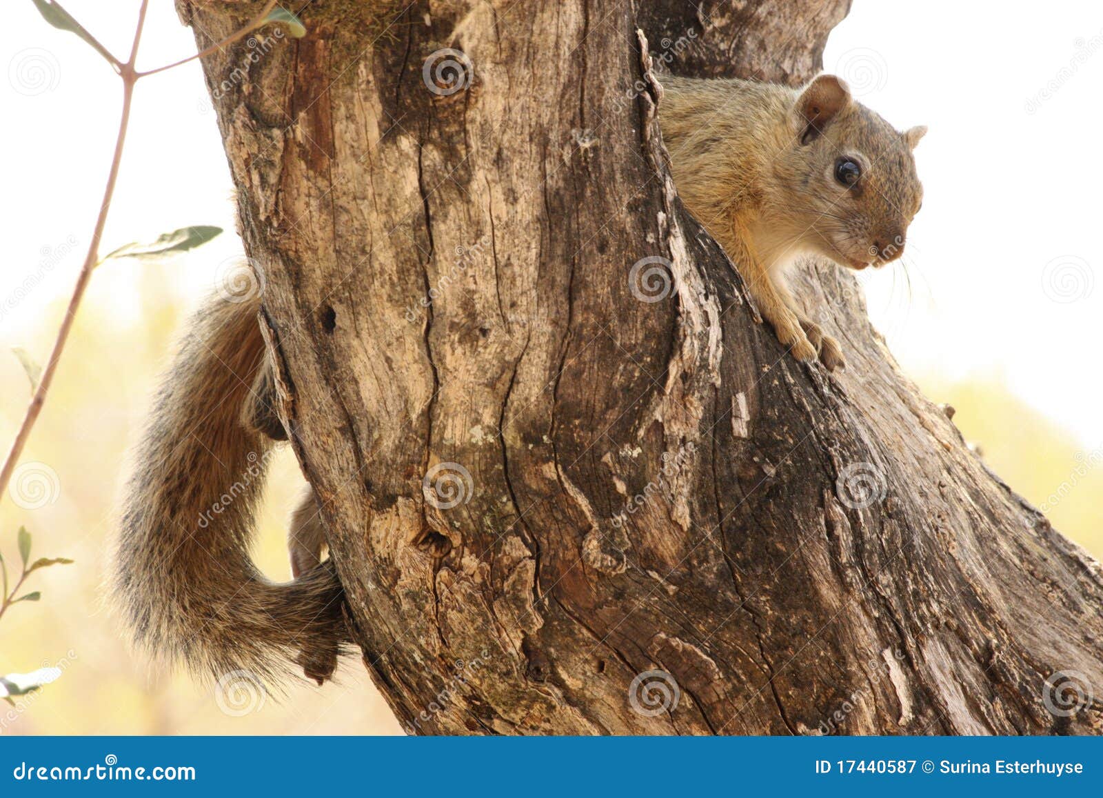 Squirrel in tree stock image. Image of tree, animal, tail - 17440587