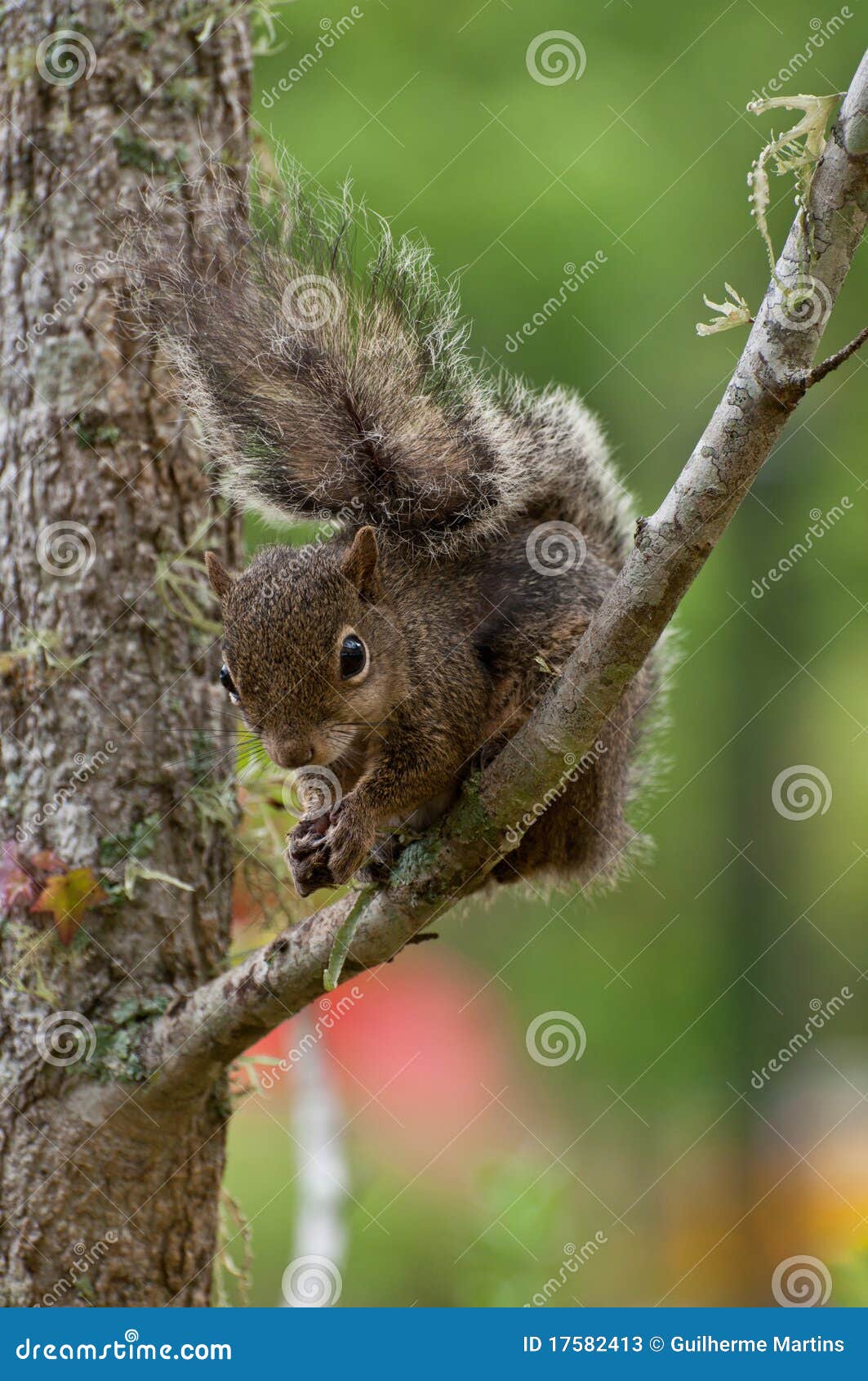 Squirrel on tree stock image. Image of tail, branch, natural - 17582413