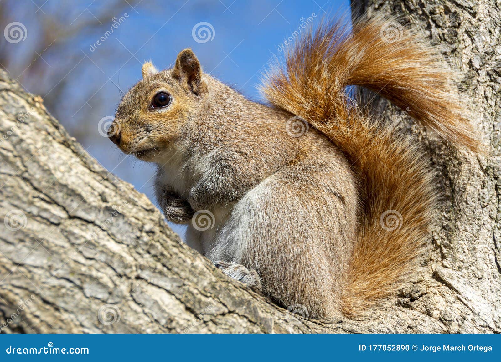 Squirrel on a tree stock photo. Image of outdoor, cute - 177052890