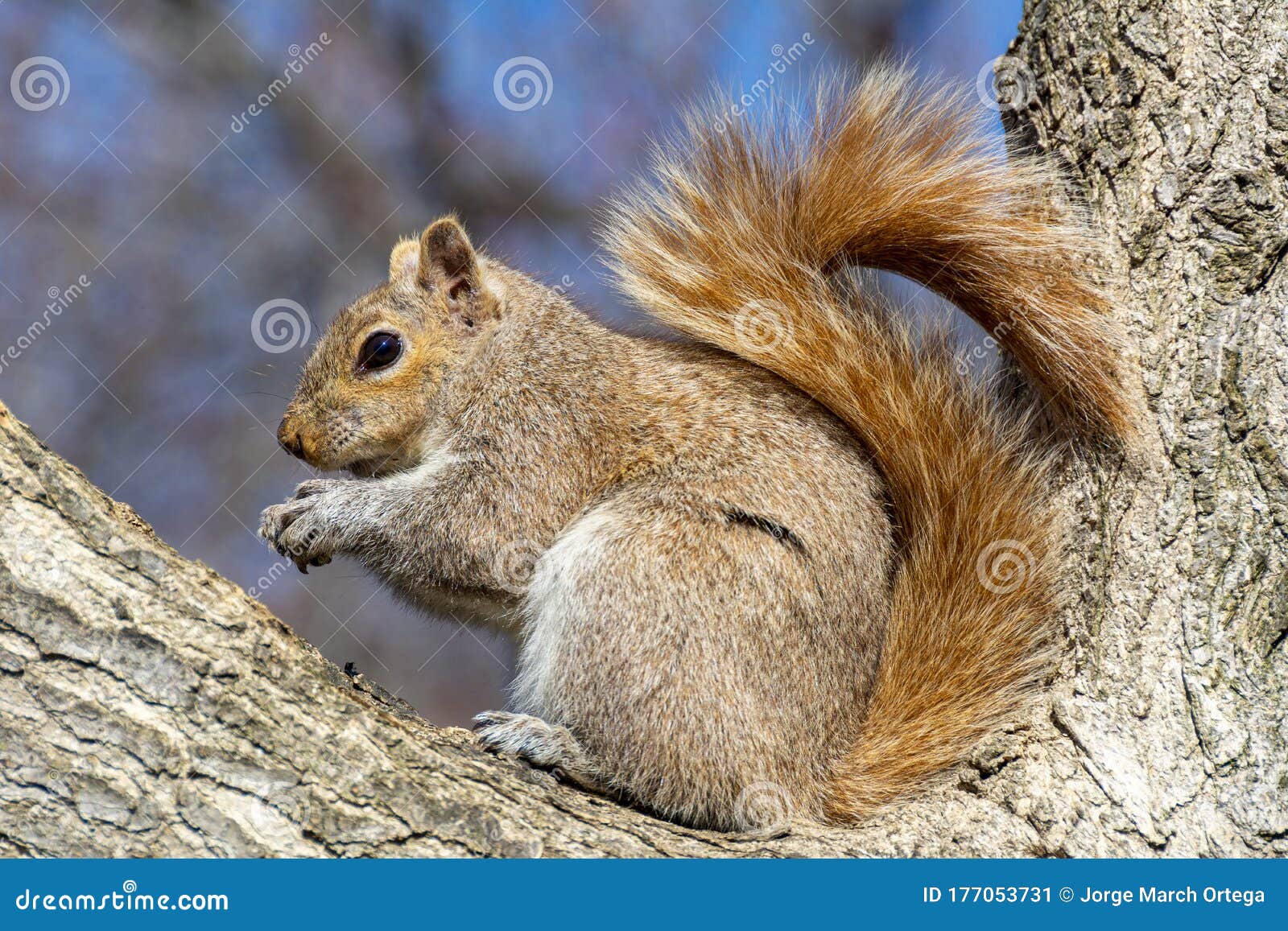 Squirrel on a tree stock image. Image of animal, mammal - 177053731