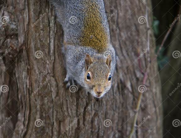 Squirrel on Tree stock photo. Image of forest, tree, rodent - 1947324