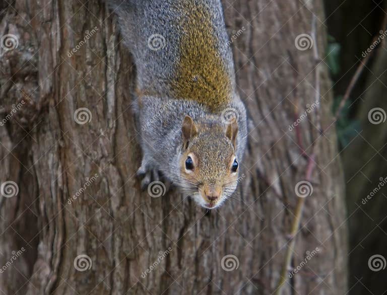 Squirrel on Tree stock photo. Image of forest, tree, rodent - 1947324