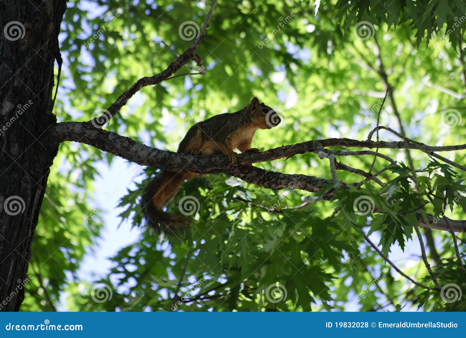 Squirrel in tree stock photo. Image of tree, nature, still - 19832028