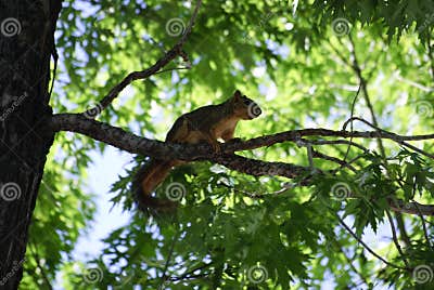 Squirrel in tree stock photo. Image of tree, nature, still - 19832028