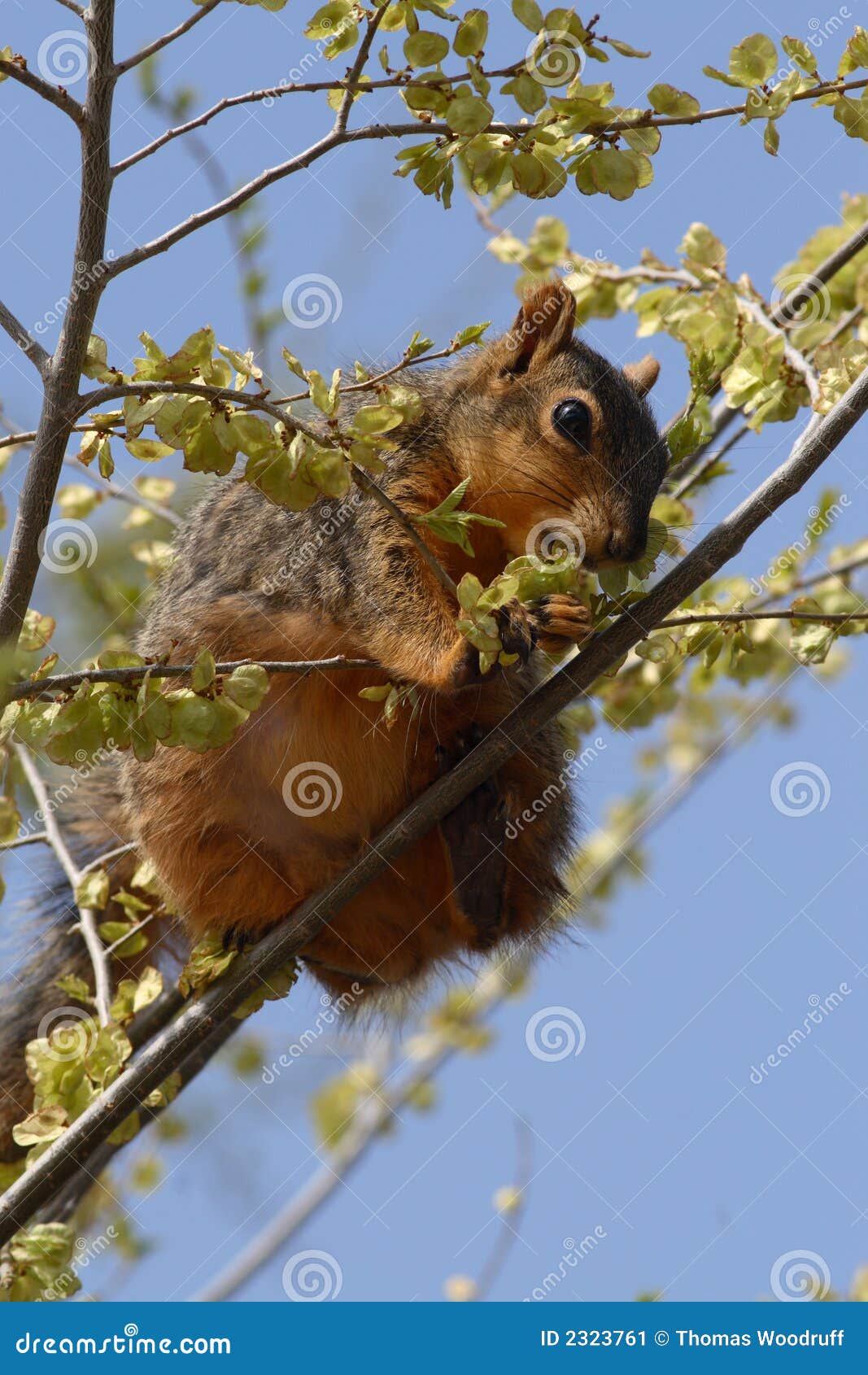 Squirrel in tree stock image. Image of animal, rodent - 2323761