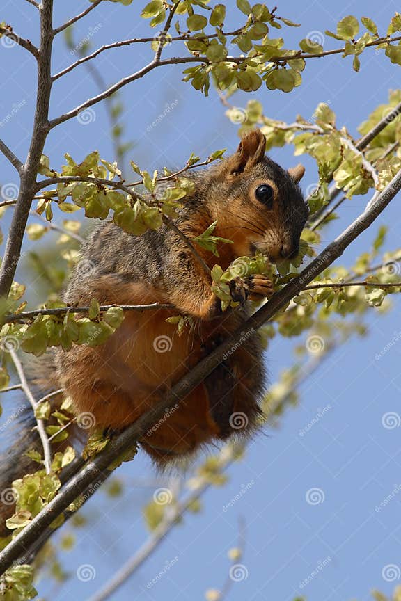 Squirrel in tree stock image. Image of animal, rodent - 2323761