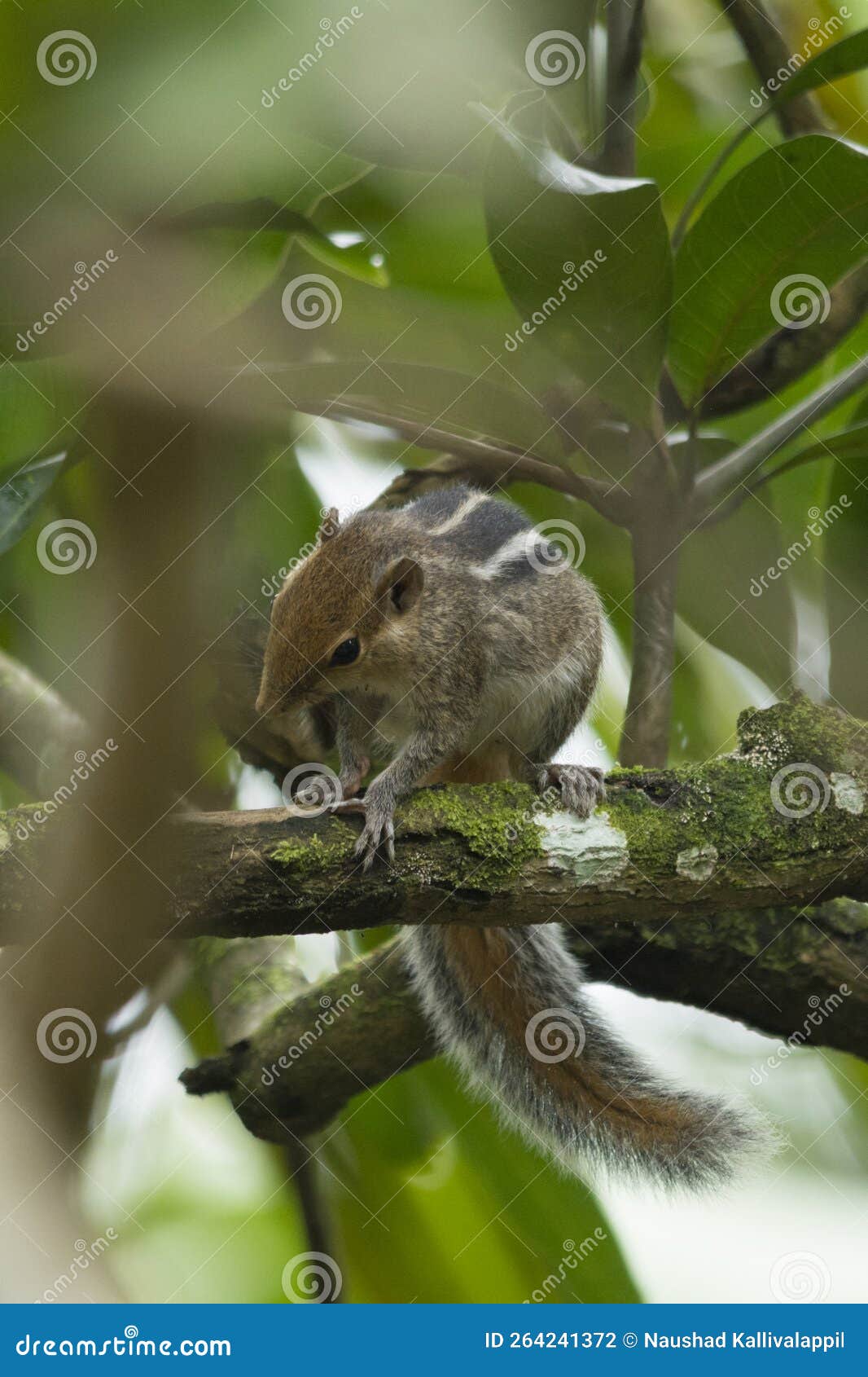 Squirrel on tree stock photo. Image of cute, natural - 264241372
