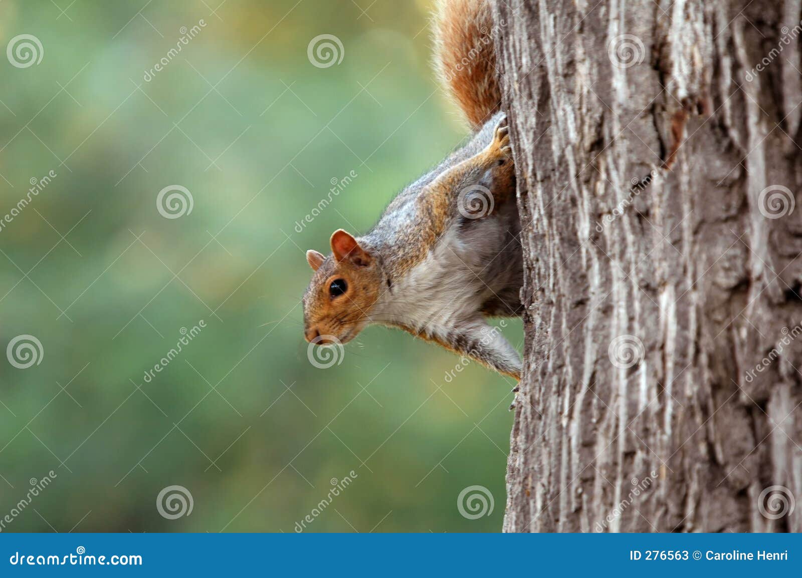 Squirrel on tree stock image. Image of squirrel, rodent - 276563