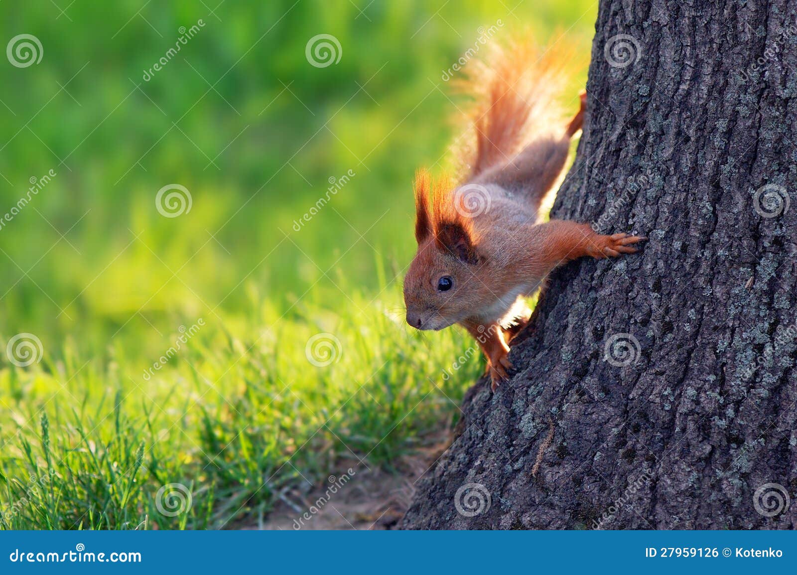 Squirrel on a tree stock photo. Image of animal, wildlife - 27959126