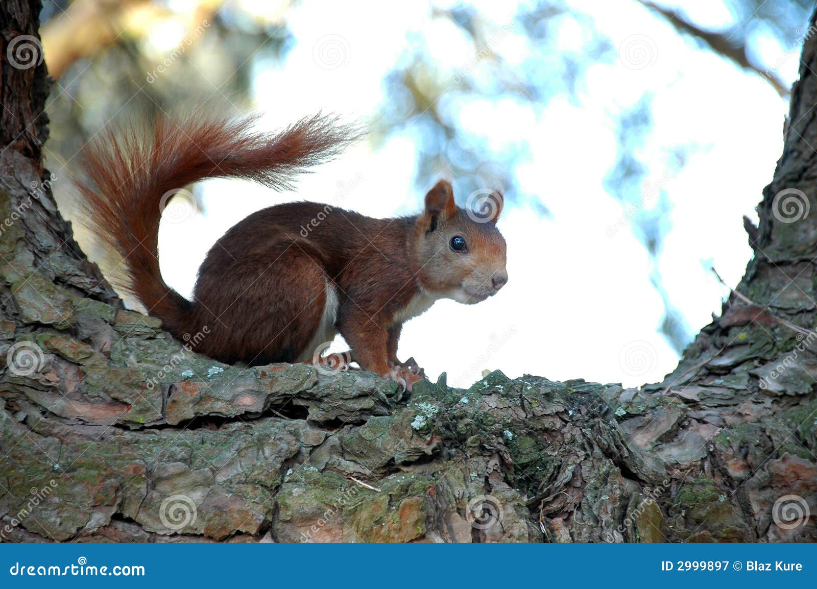 Squirrel on a tree stock image. Image of natural, mammal - 2999897