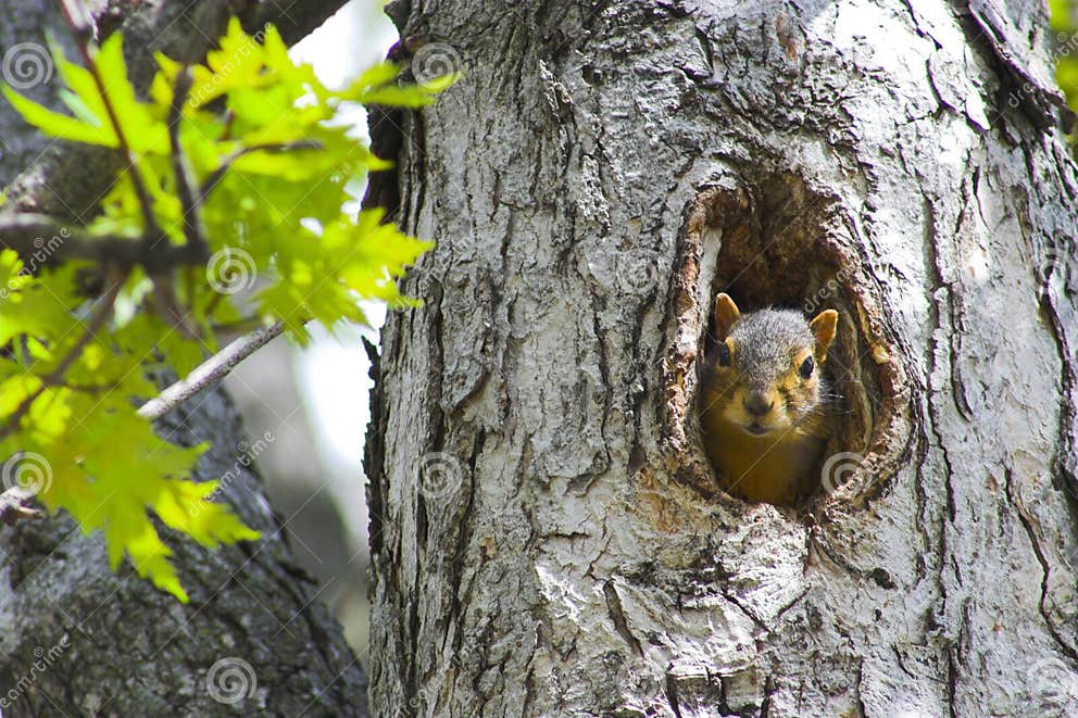 Squirrel in a tree stock image. Image of nest, hole, wildlife - 3616819