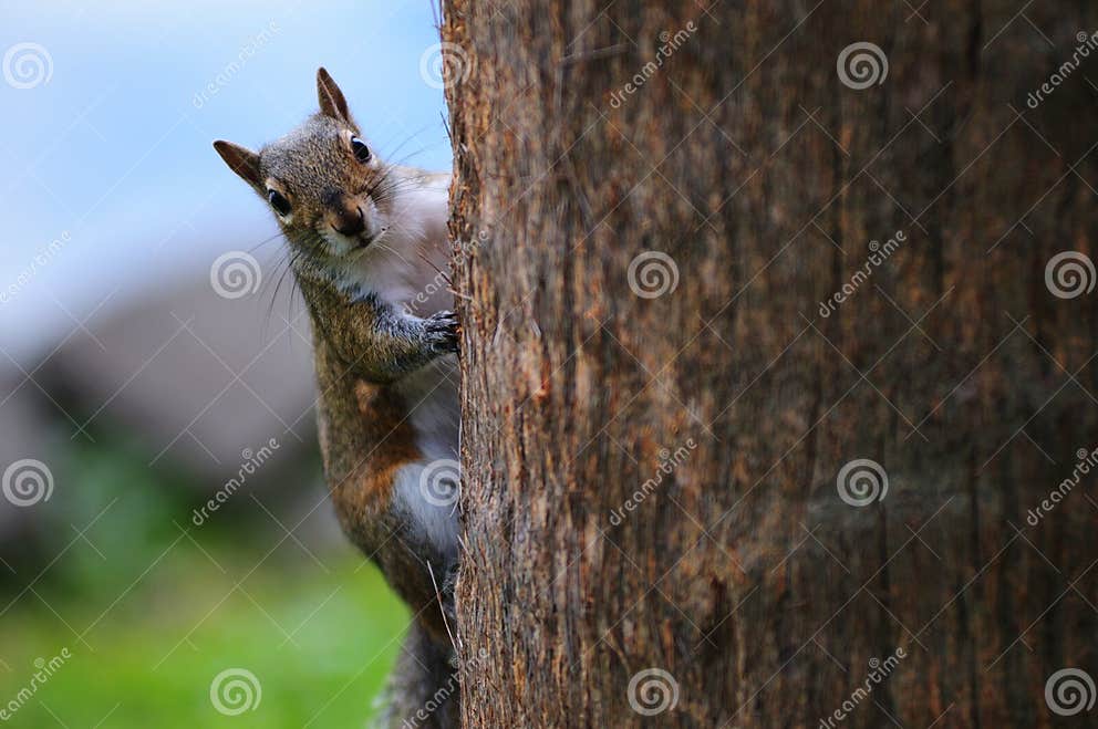 Squirrel on tree stock photo. Image of claws, climbing - 7073834