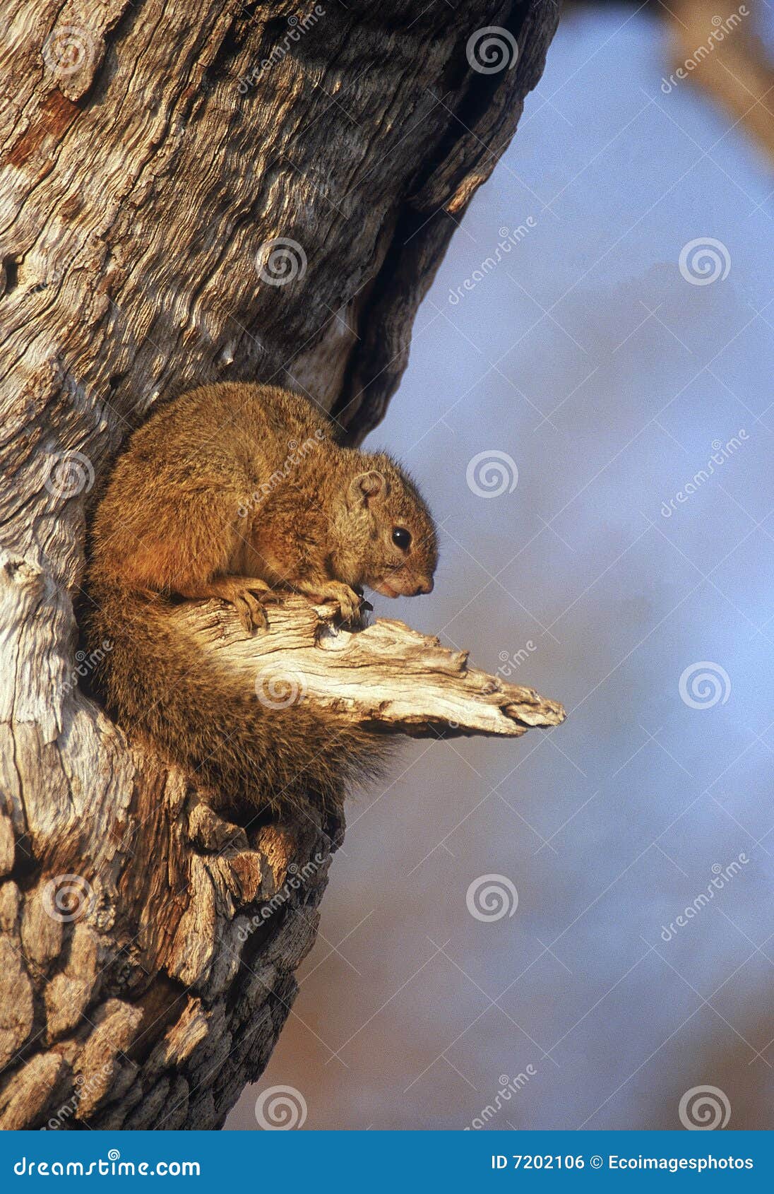 Squirrel in tree stock photo. Image of rodents, wildlife - 7202106
