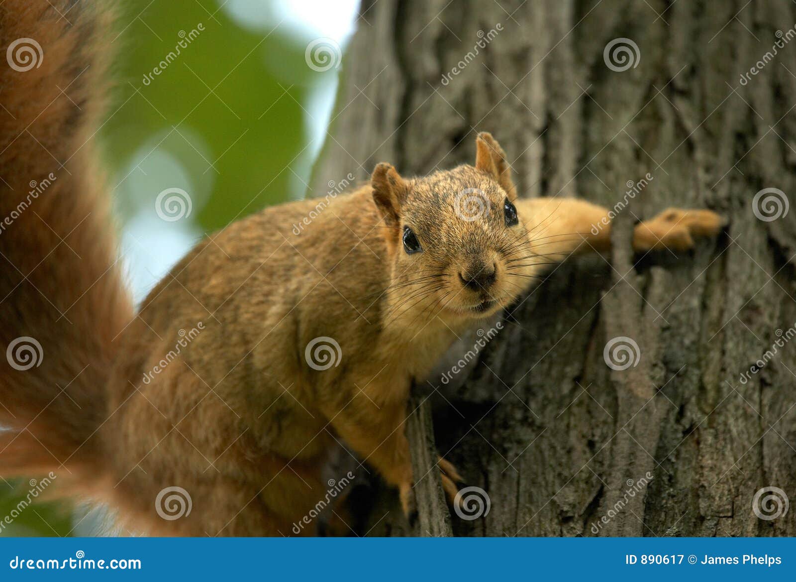 Squirrel on a Tree stock image. Image of animal, furry - 890617