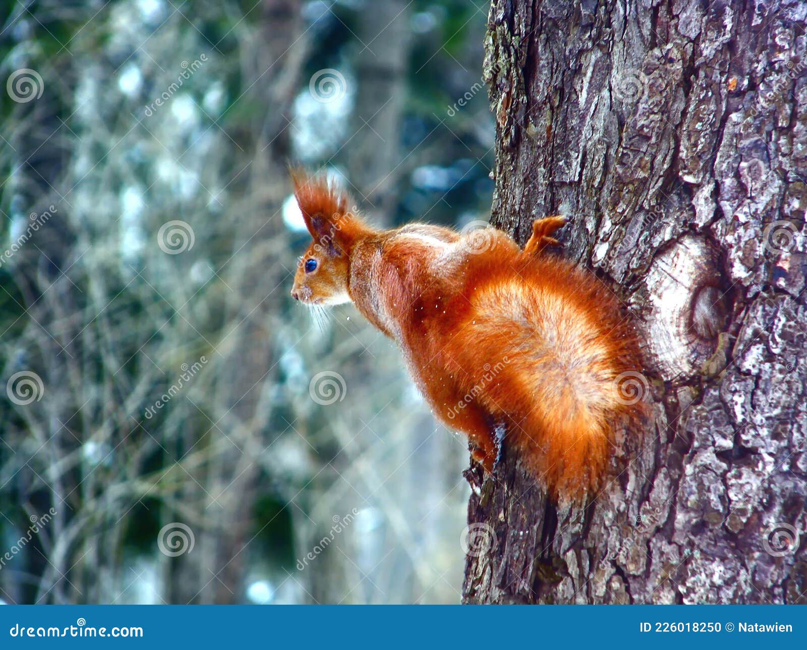 Squirrel on the Tree, Back View Stock Photo - Image of background ...