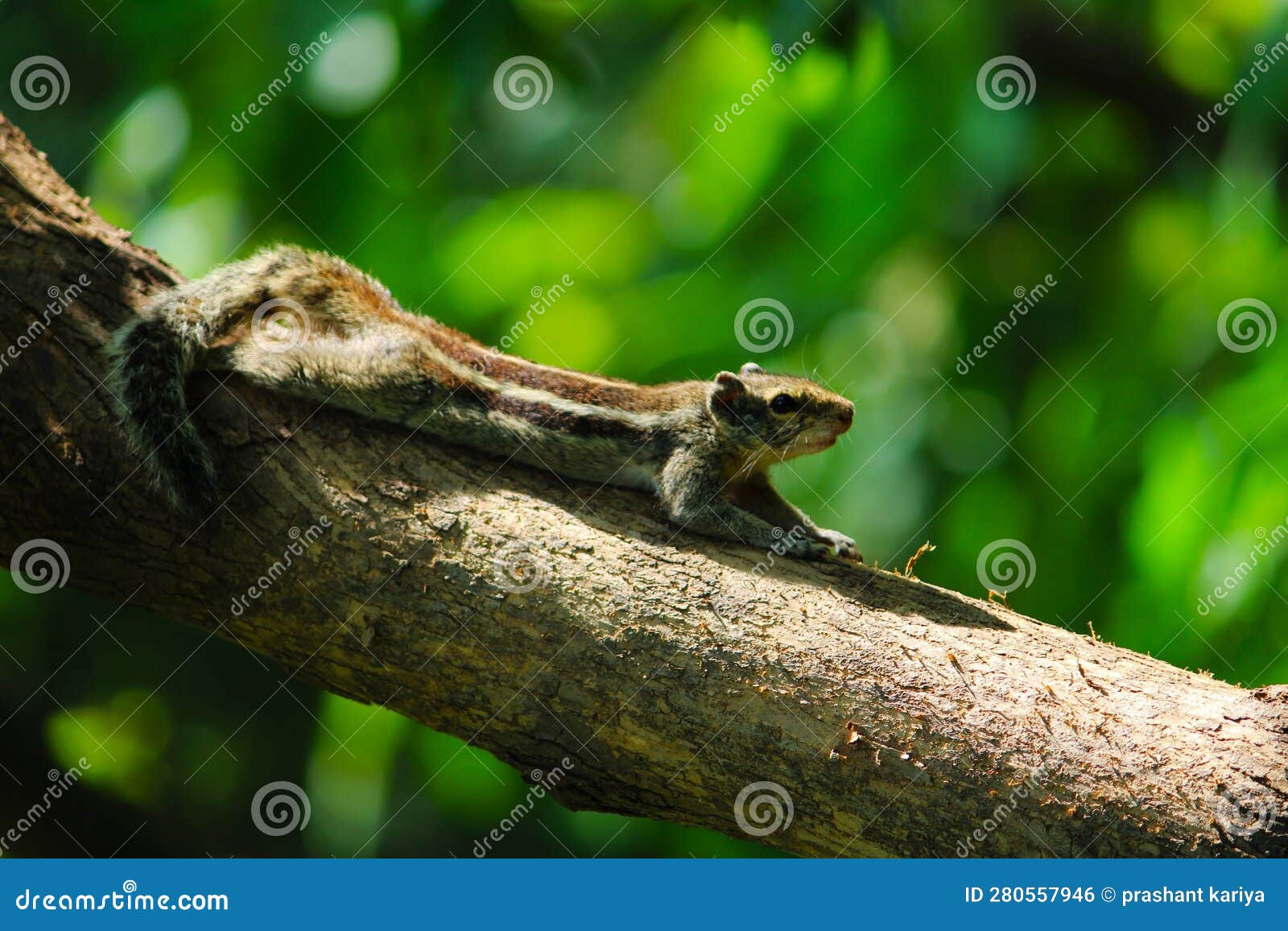 Squirrel on Tree Best Landscape Photos of India Stock Photo - Image of ...