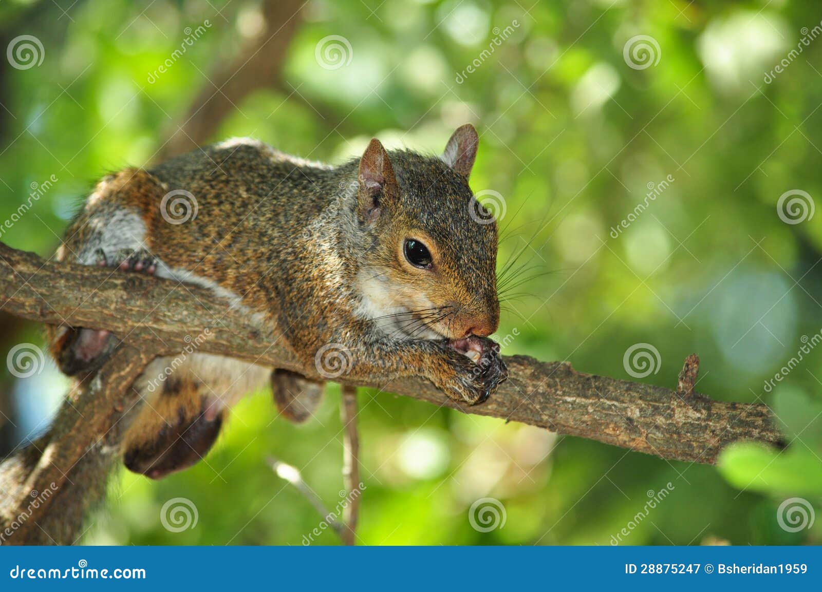 Squirrel on Tree Branch stock image. Image of balancing - 28875247