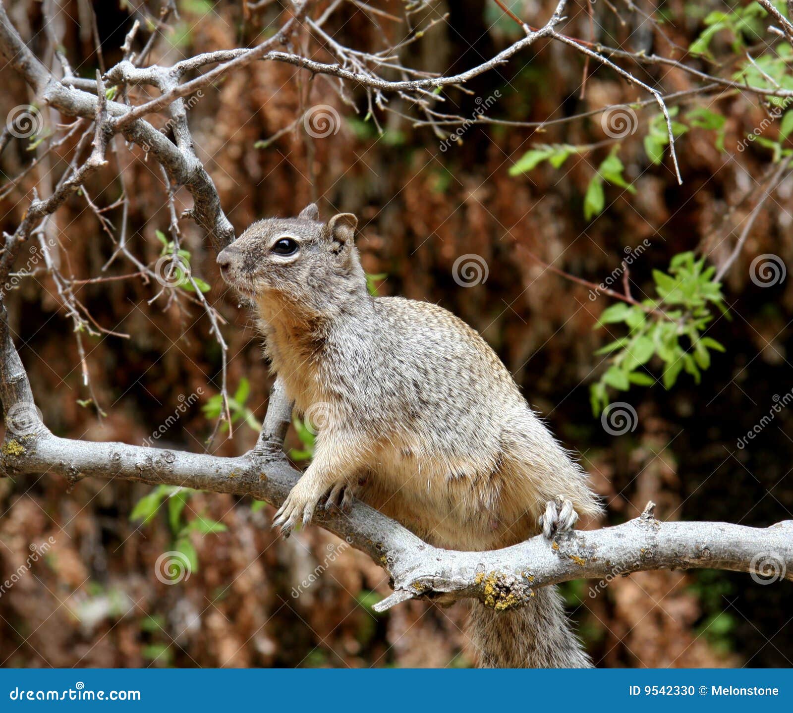 Squirrel on a tree branch stock photo. Image of standing - 9542330