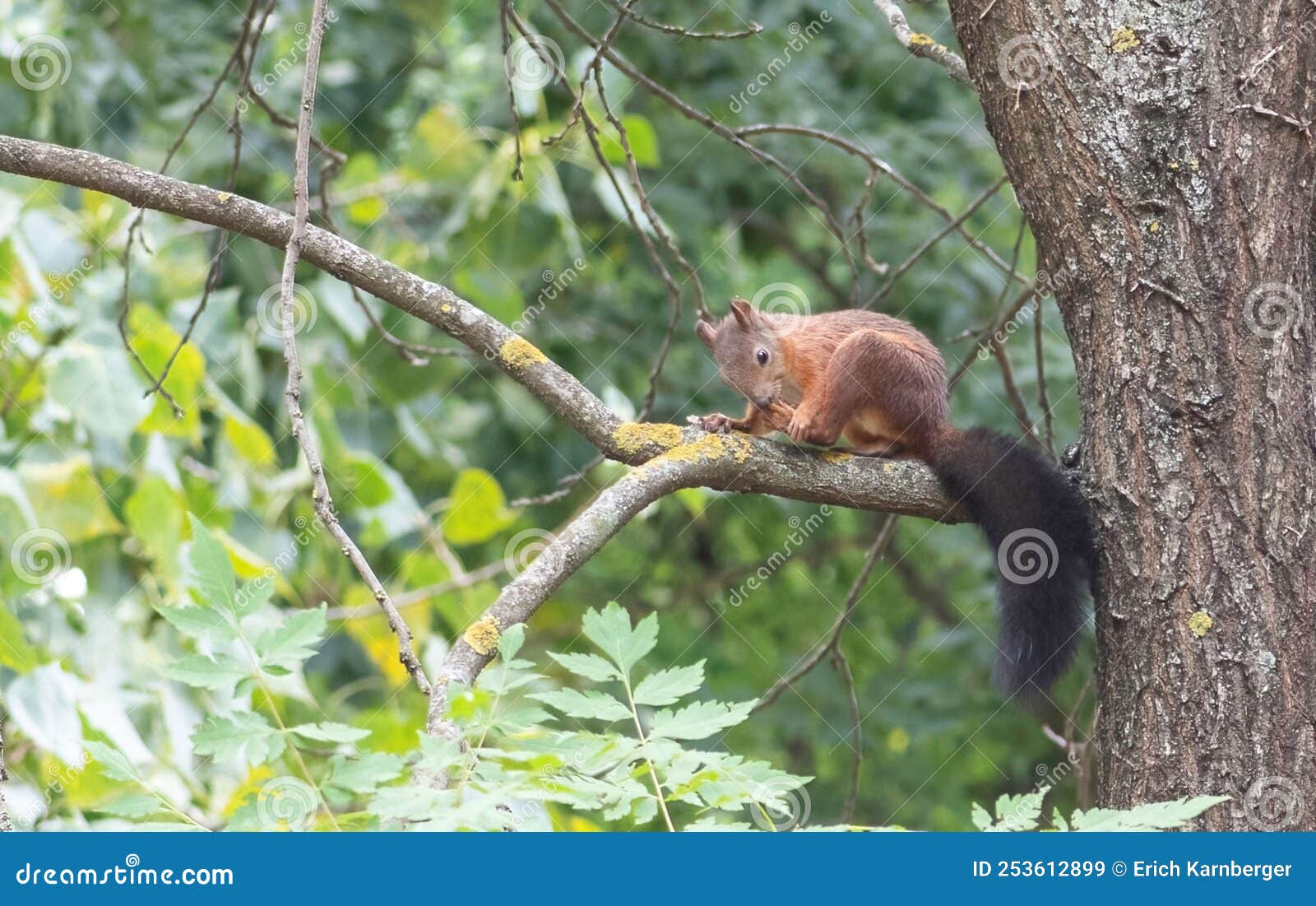 Squirrel on a tree branch stock image. Image of habitat - 253612899