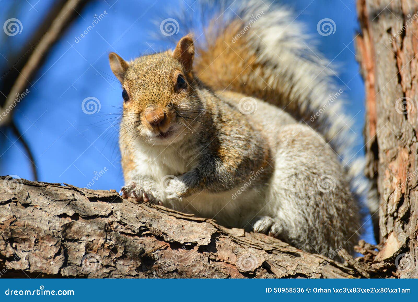 Squirrel on tree branch stock photo. Image of look, furry - 50958536