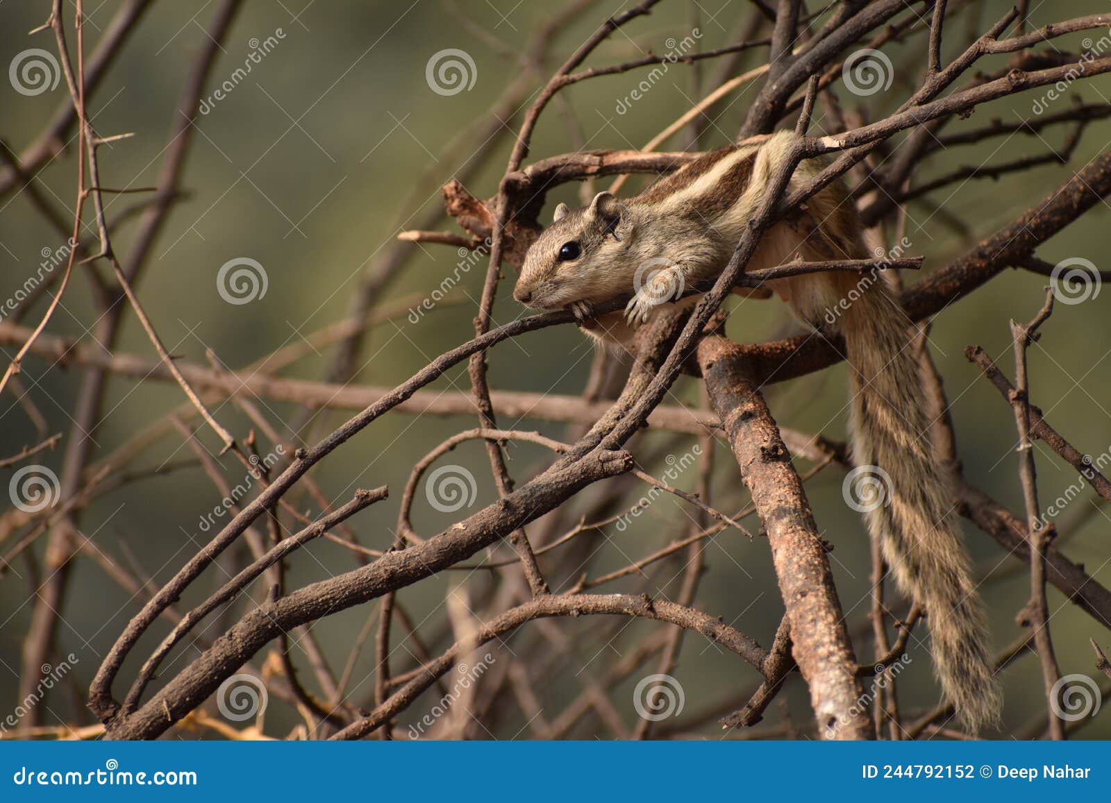 High Quality Picture with Selective Focus on Indian Palm Squirrel Stock ...