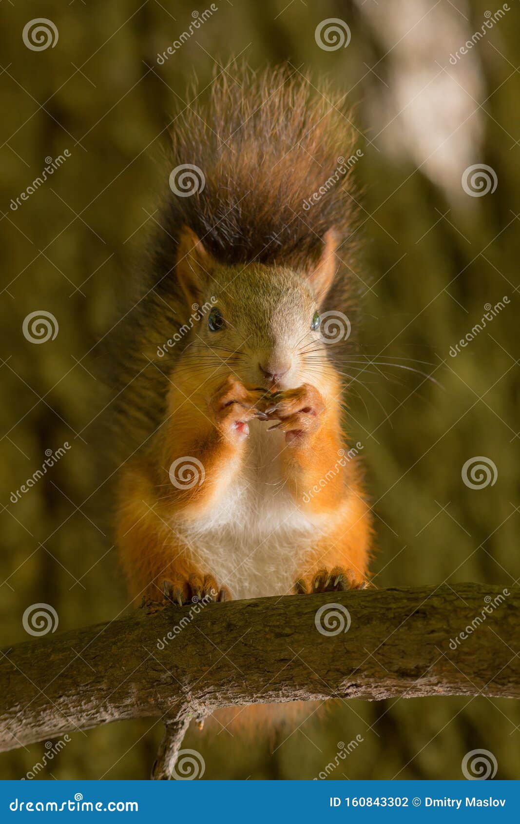 Squirrel on a tree branch stock photo. Image of mammals - 160843302