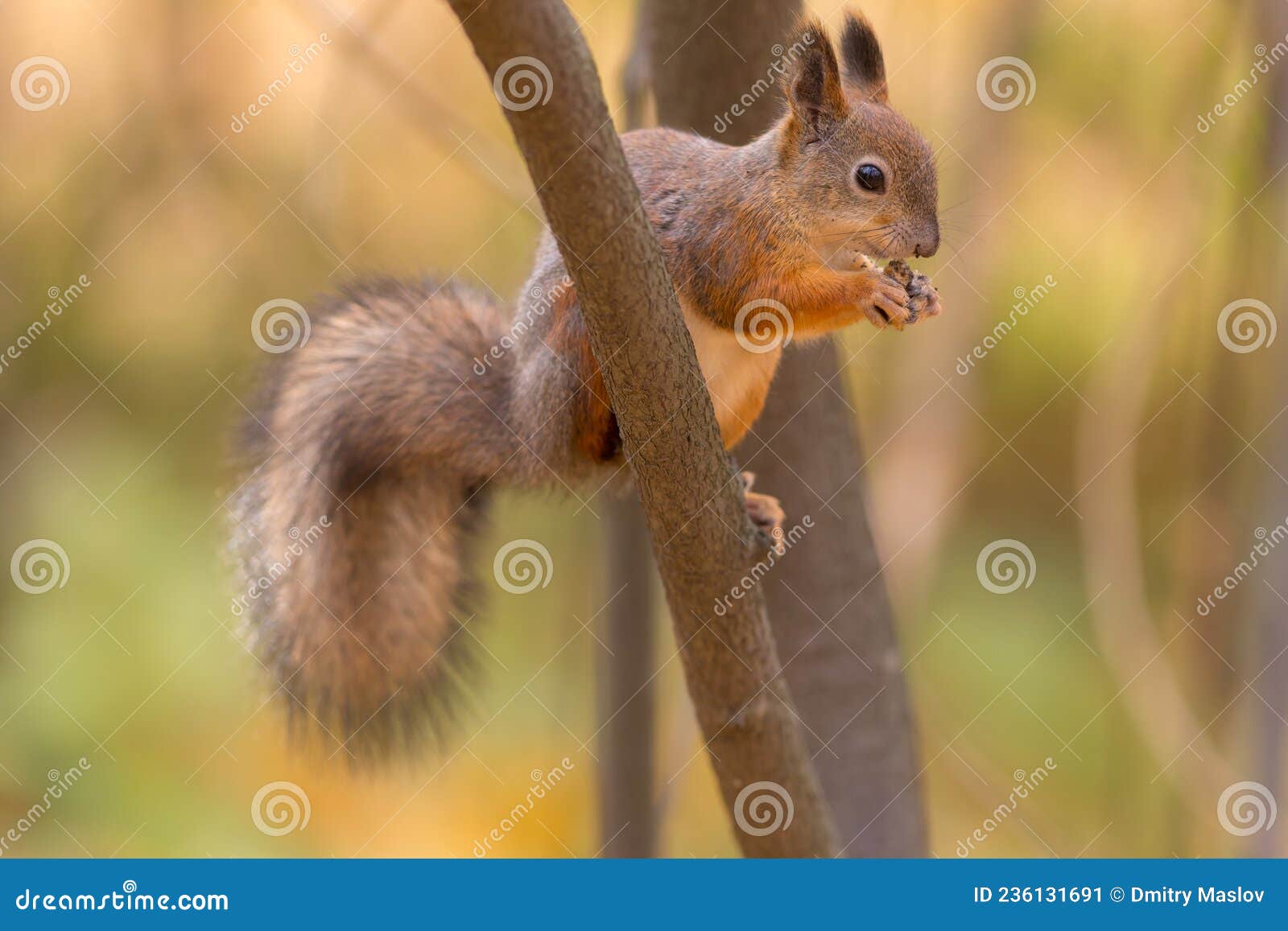 Squirrel on a tree branch stock image. Image of cute - 236131691