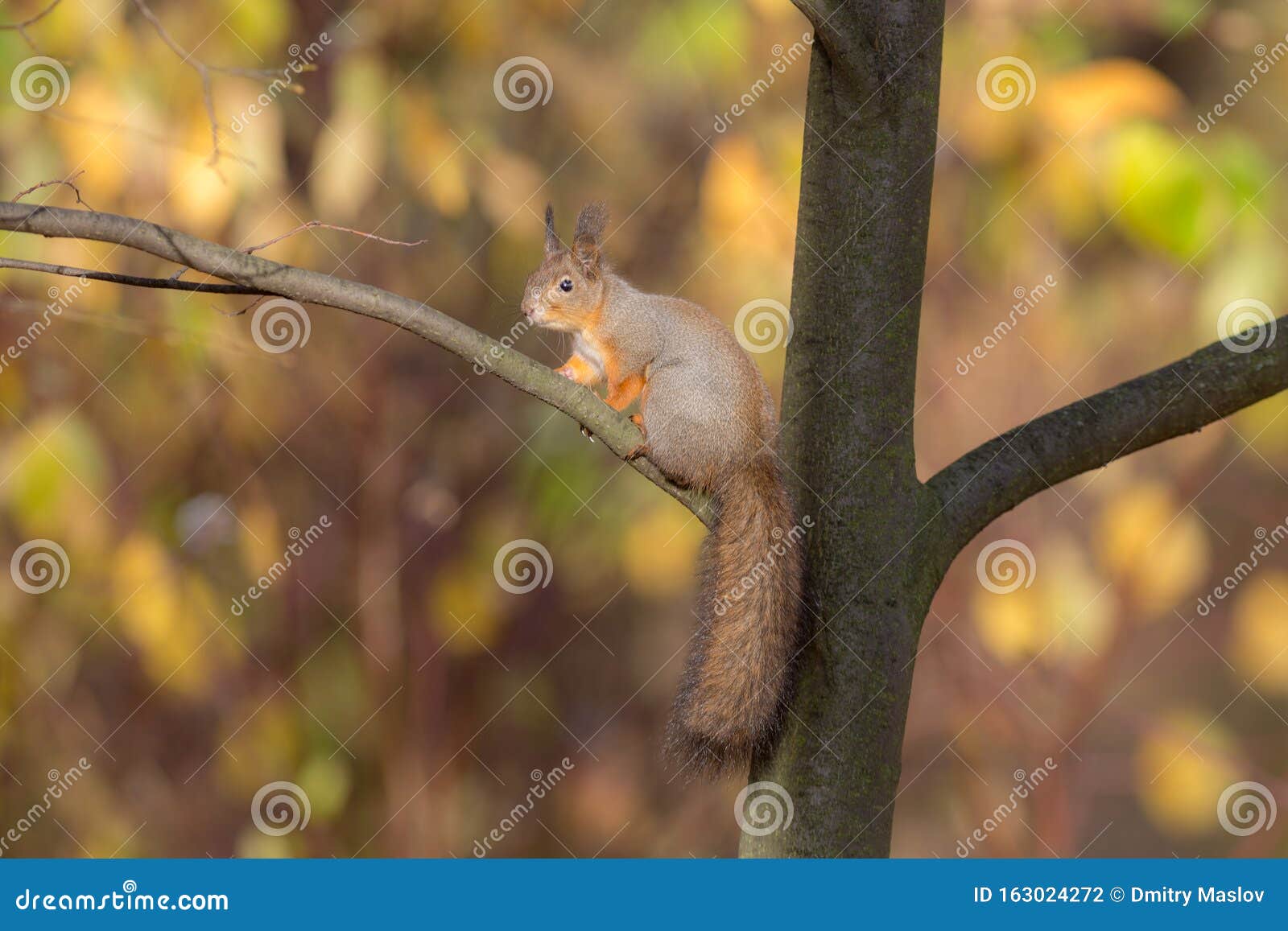 Squirrel on a tree branch stock photo. Image of tail - 163024272