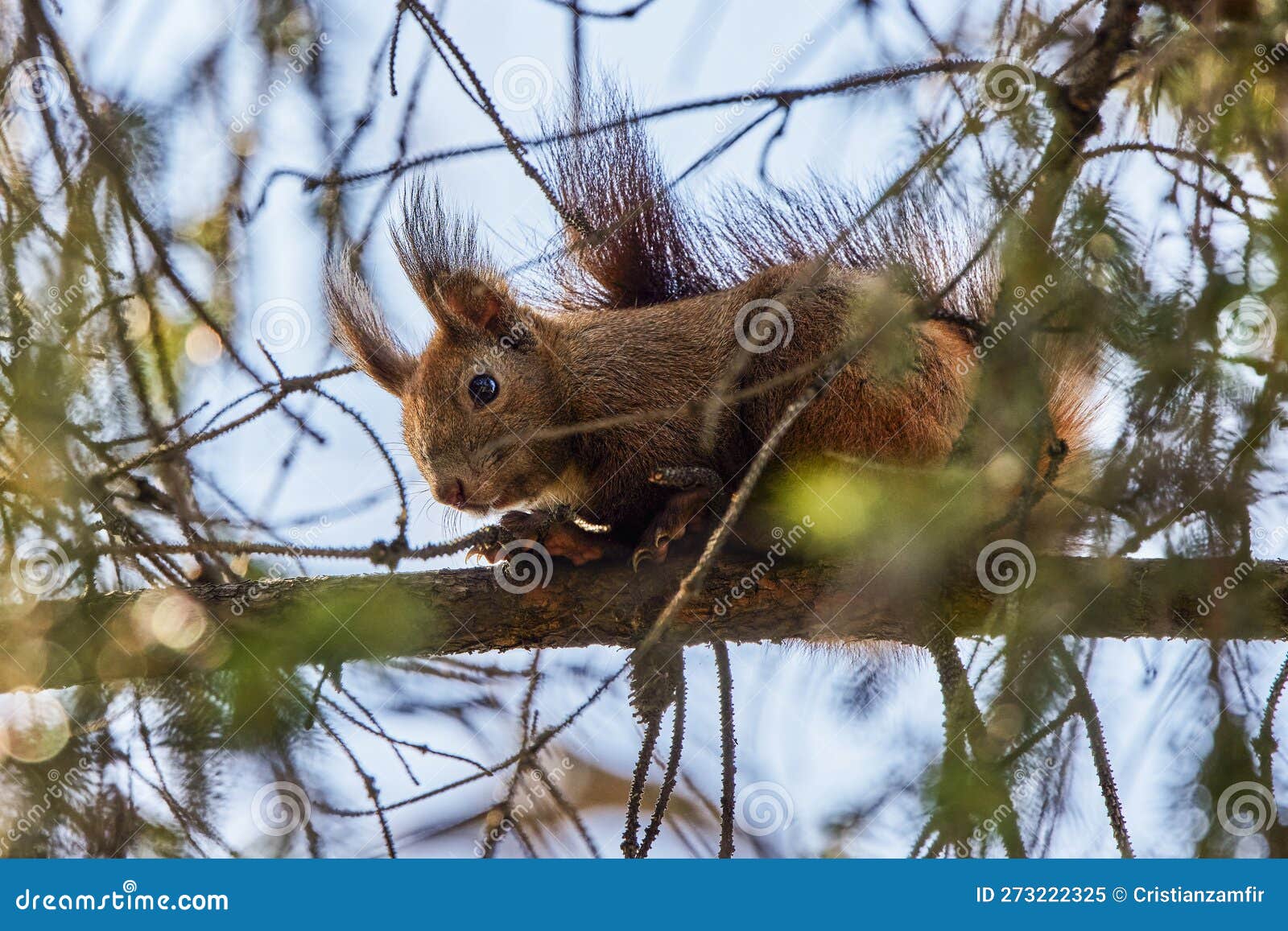 A Squirrel on a Tree Branch Stock Image - Image of mammal, tail: 273222325