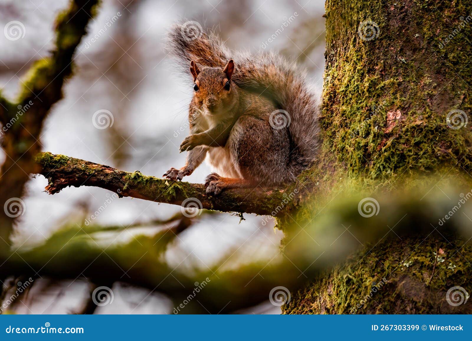 Squirrel on a tree branch stock image. Image of beautiful - 267303399