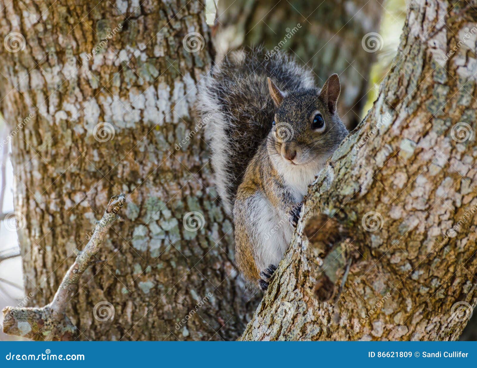 Squirrel Hiding in a Tree Looking at You Stock Image - Image of lichen ...