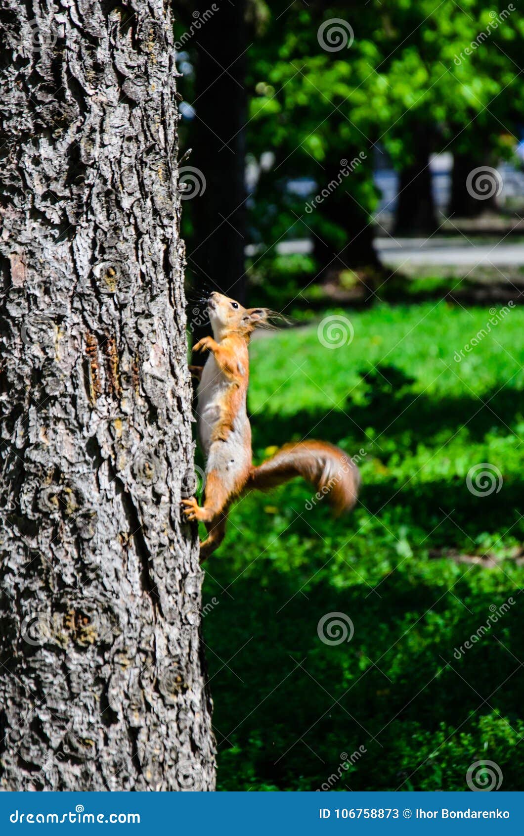 Squirrel on a Tree in City Park Stock Image - Image of curious, forest ...