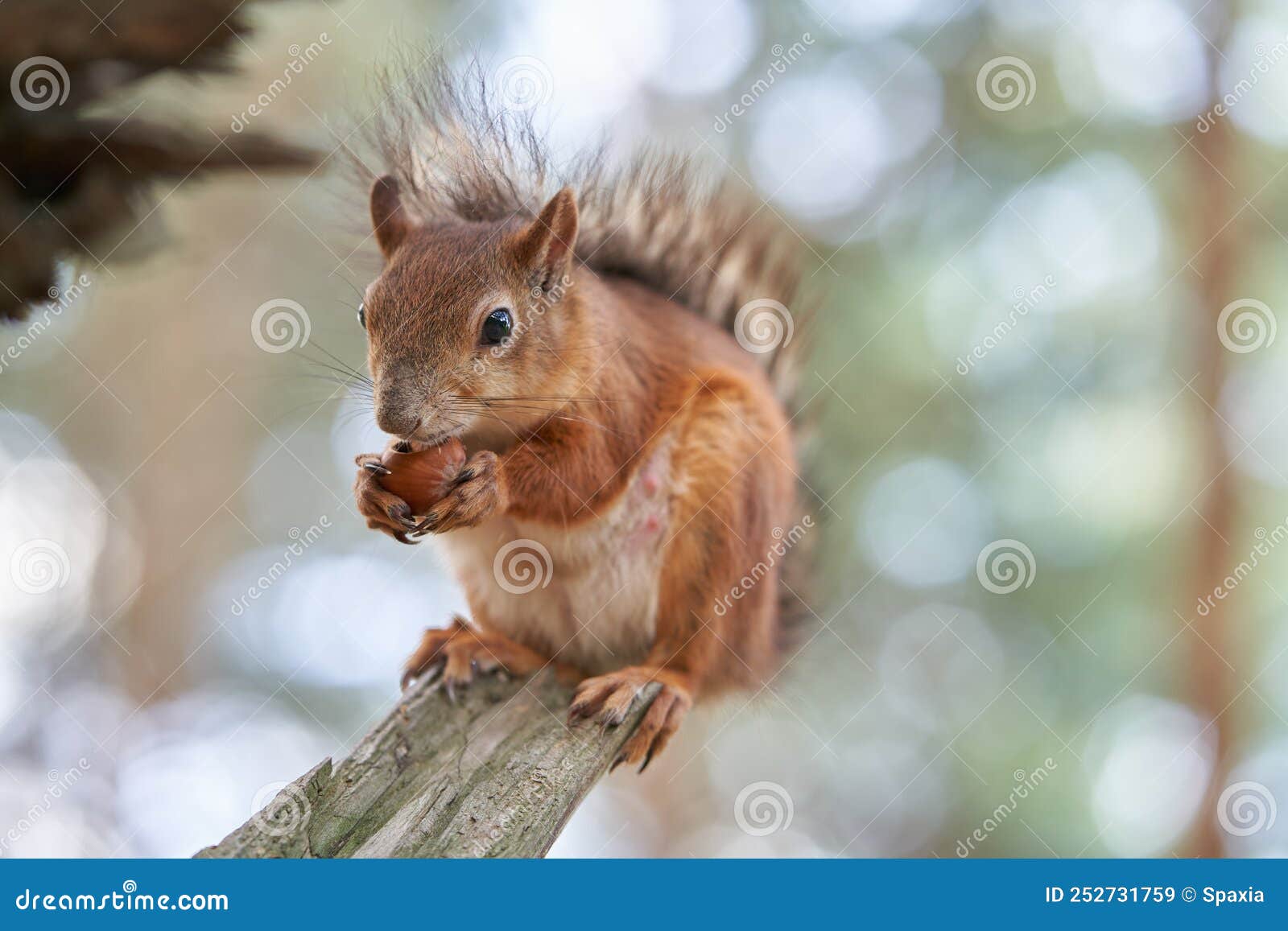 Squirrel on the Tree is Eating a Hazelnut Stock Image - Image of ...