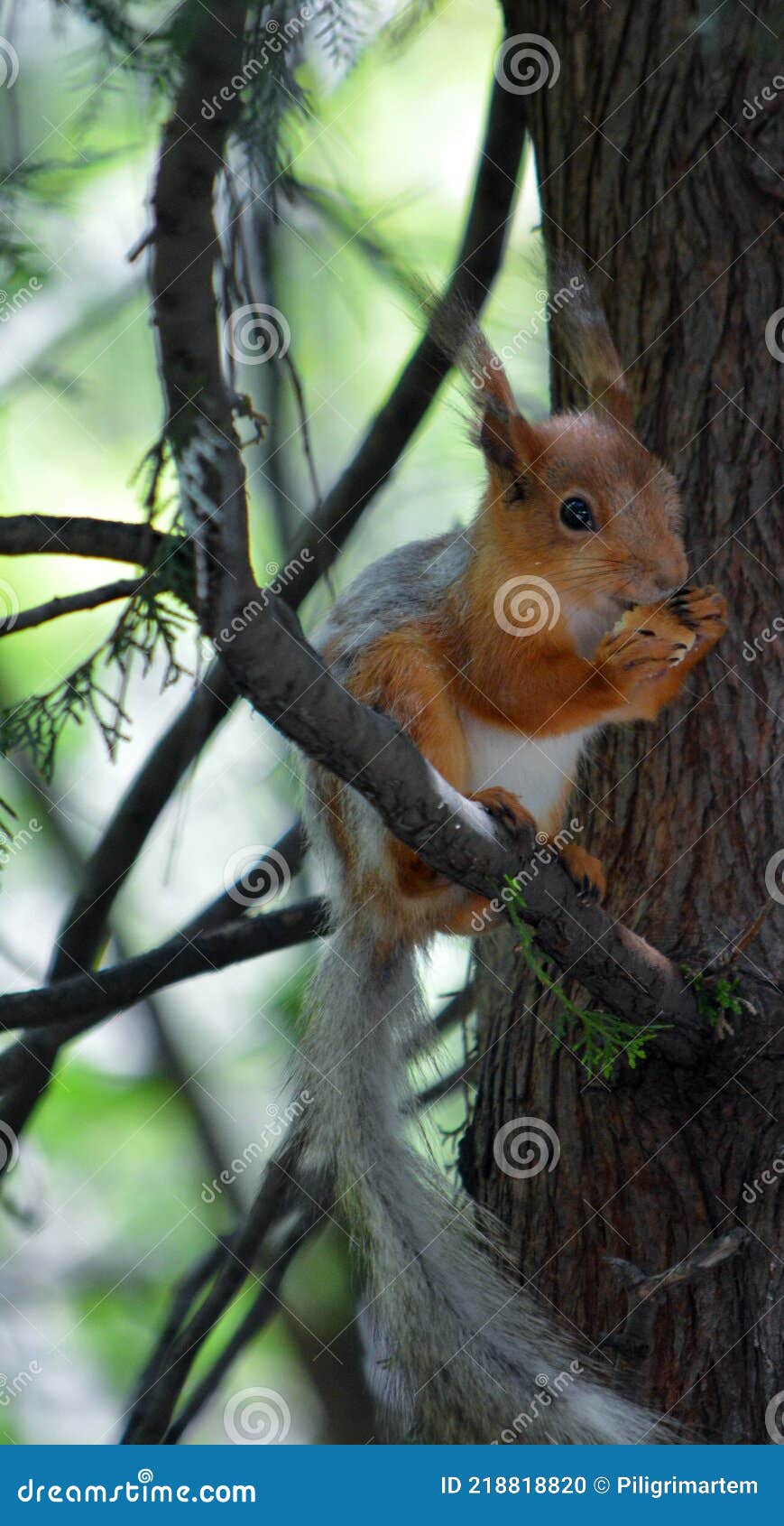 Squirrel on a tree eating stock photo. Image of wild - 218818820
