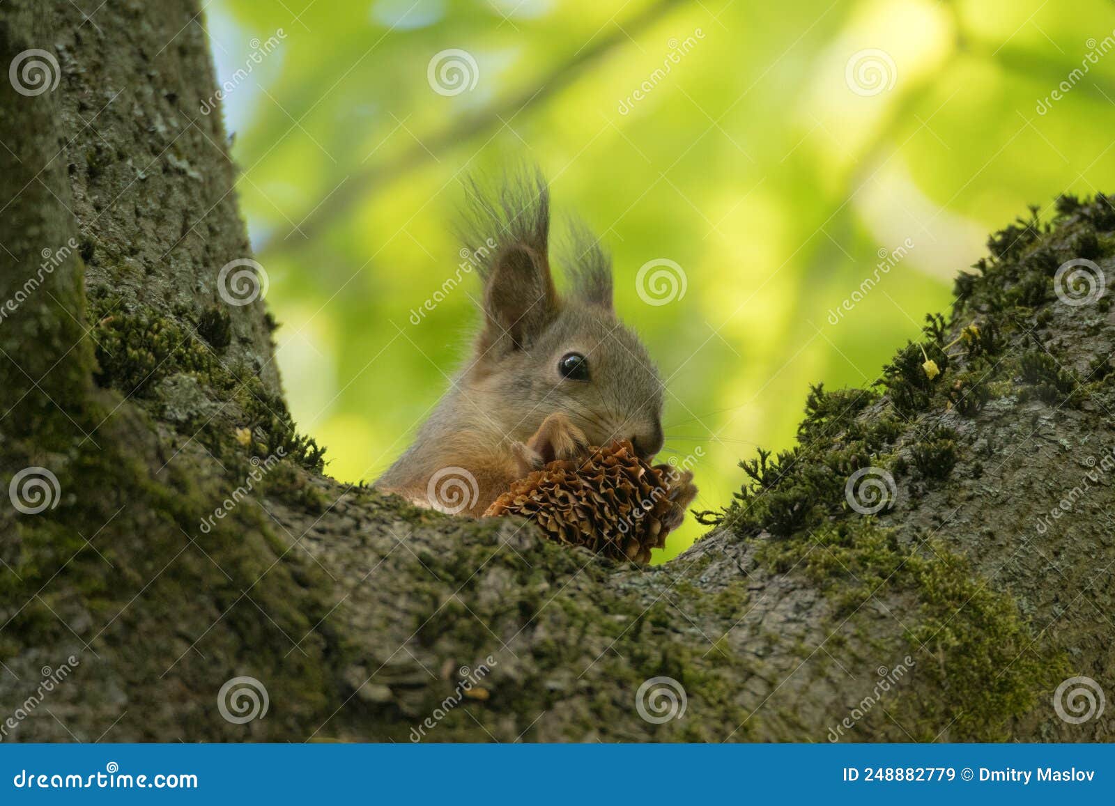 Squirrel eats a cone stock image. Image of cone, rodent - 248882779