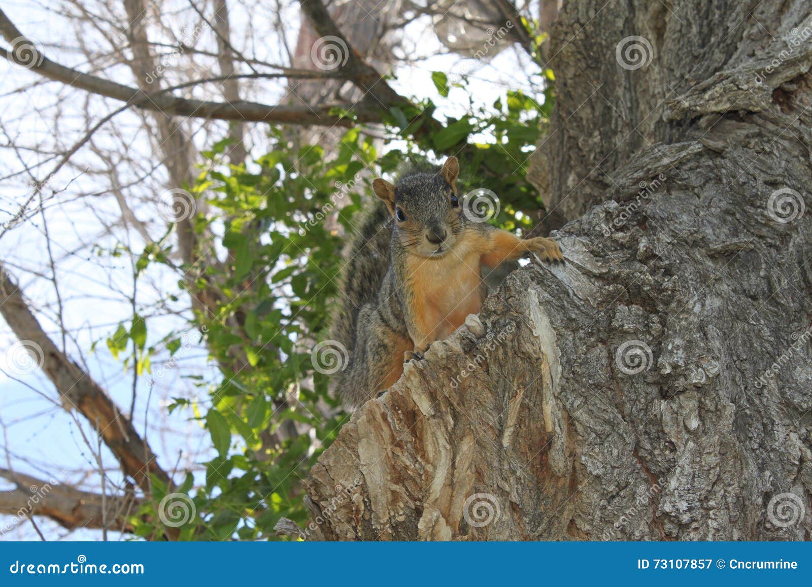 Squirrel in Tree stock image. Image of rodent, furry - 73107857